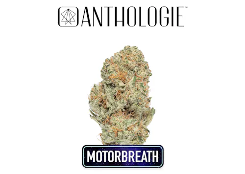 Anthologie Motorbreath 15 Single Pre-Roll - MPXNJ