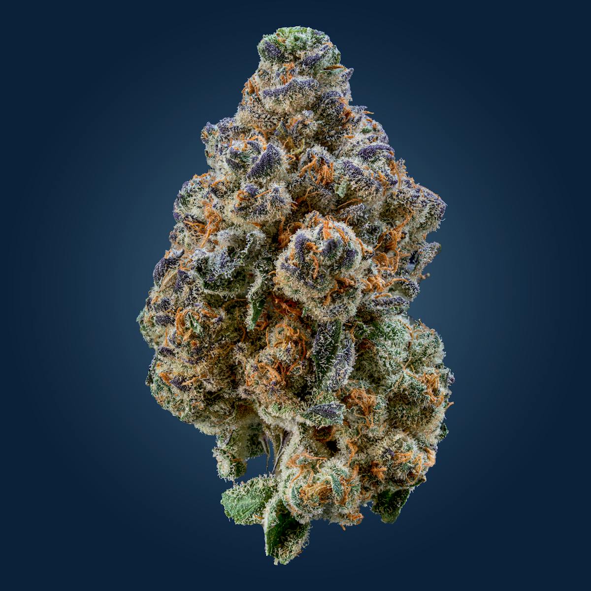 SHARKS BREATH FLOWER 3.5G - Hi5 Dispensary - SHARKS BREATH FLOWER 3.5G ...