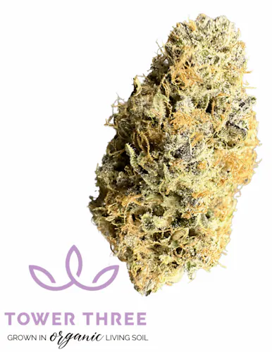 Raspberry Mango TK | Flower | 3.5g - CNA Stores
