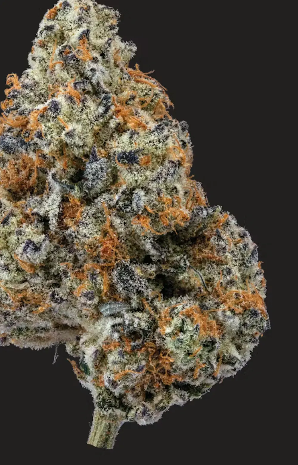 Northeast Alternatives Rotten Rozay Buds | Malden, MA | Misty Mountain Shop