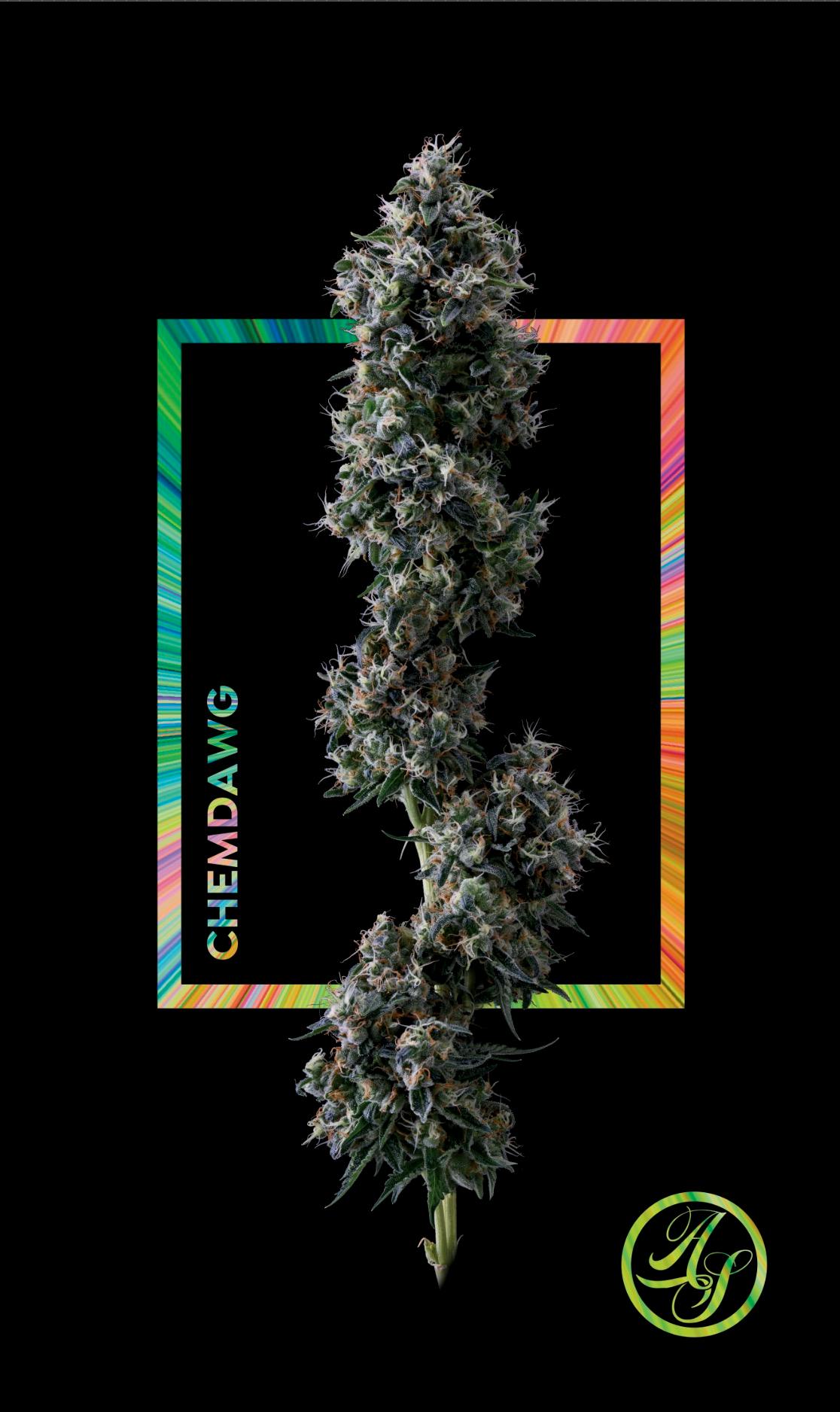 That Badu | National Holistic Healing Center