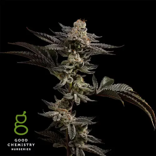 Good Chemistry Nurseries Grape Stank 3.5g • Ethos Cannabis