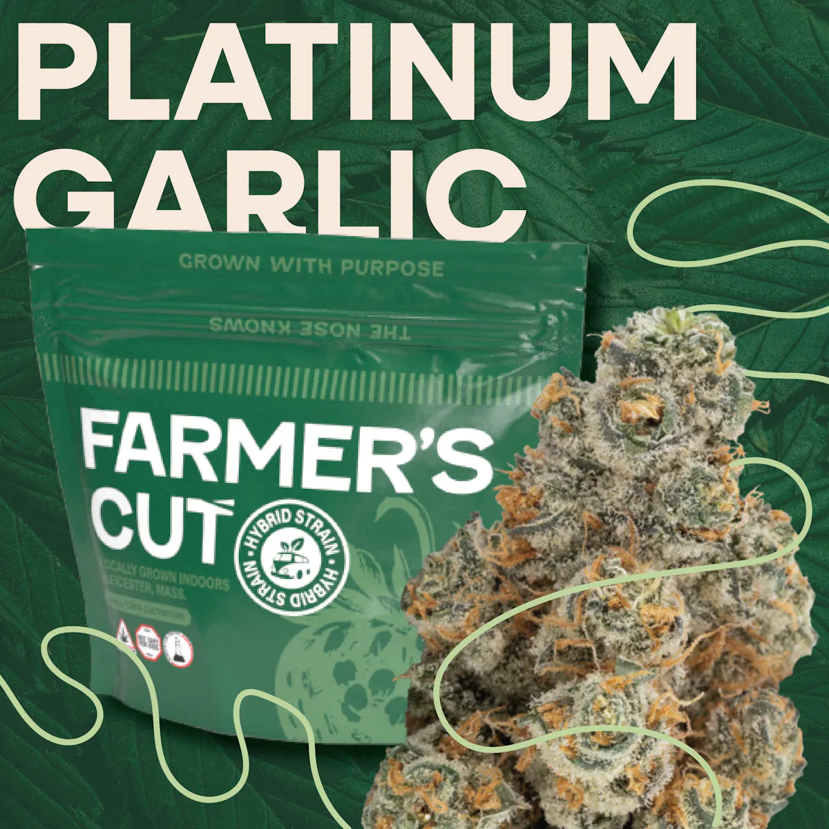 Platinum Garlic | Flower | Farmer's Cut | 3.5g in Boston - Platinum ...