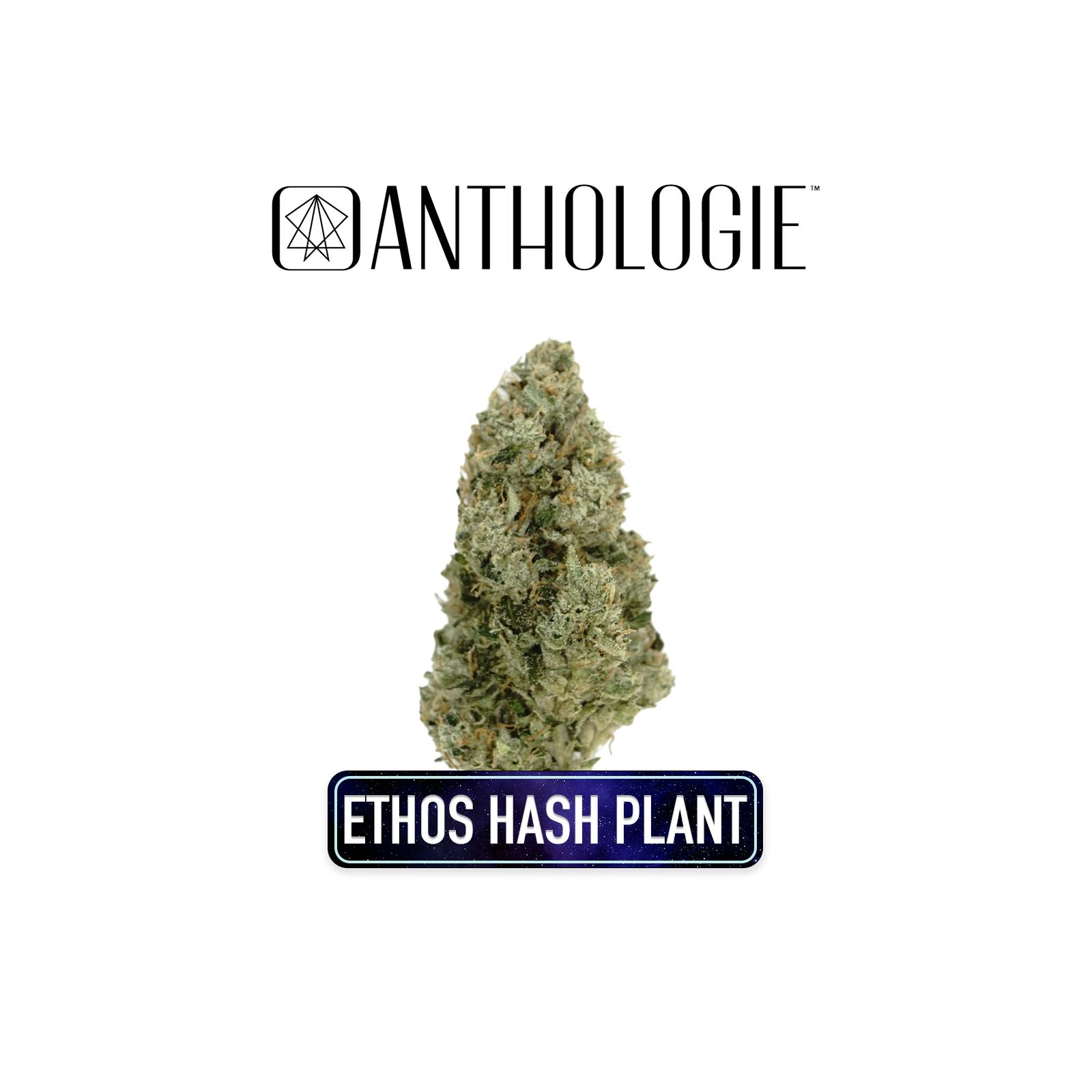 Shop Mayflower | Ethos Hash Plant (I) Flower in Orleans | Seaside ...