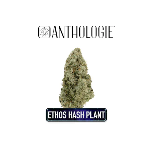 Ethos Hash Plant | Mayflower