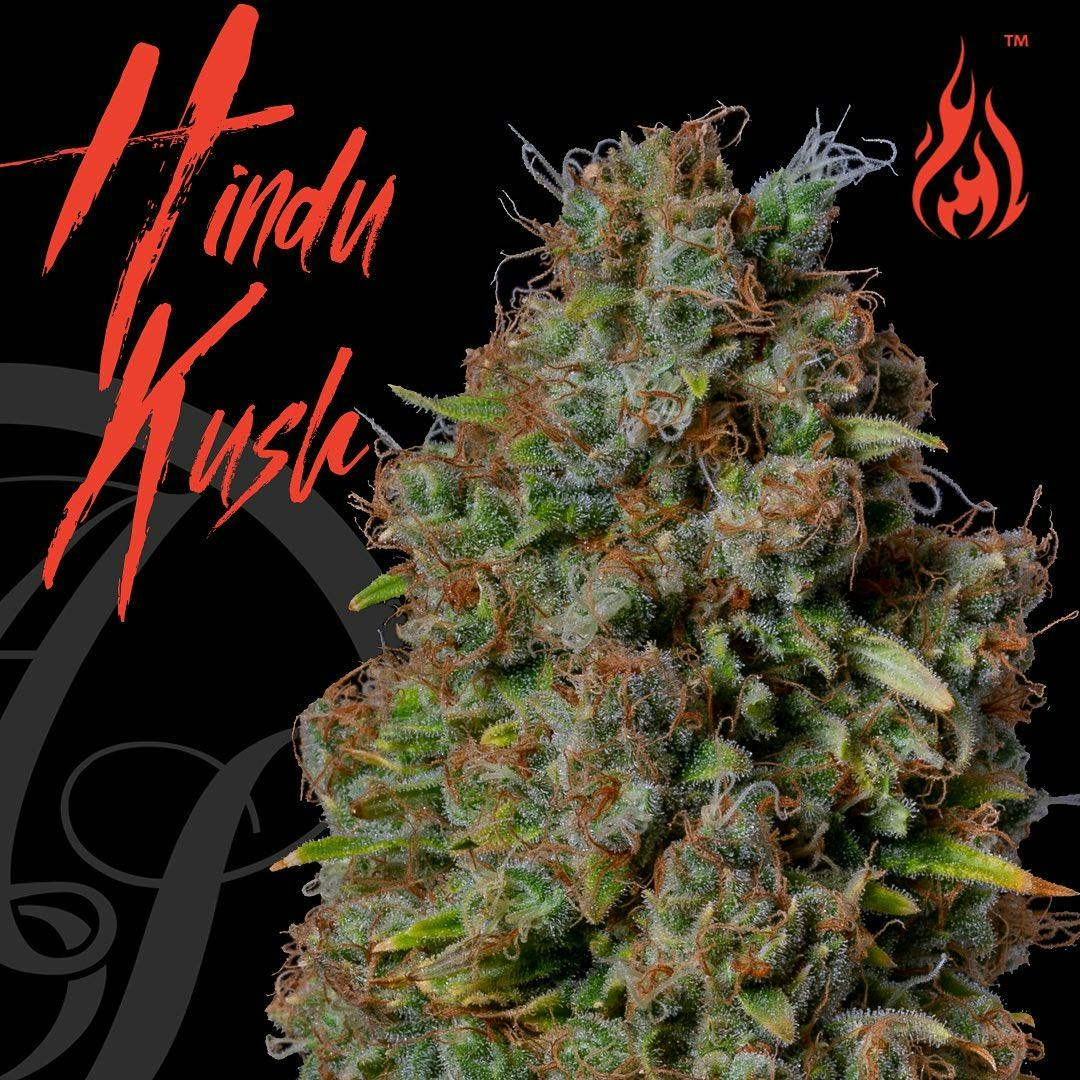 Kush Mints | National Holistic Healing Center