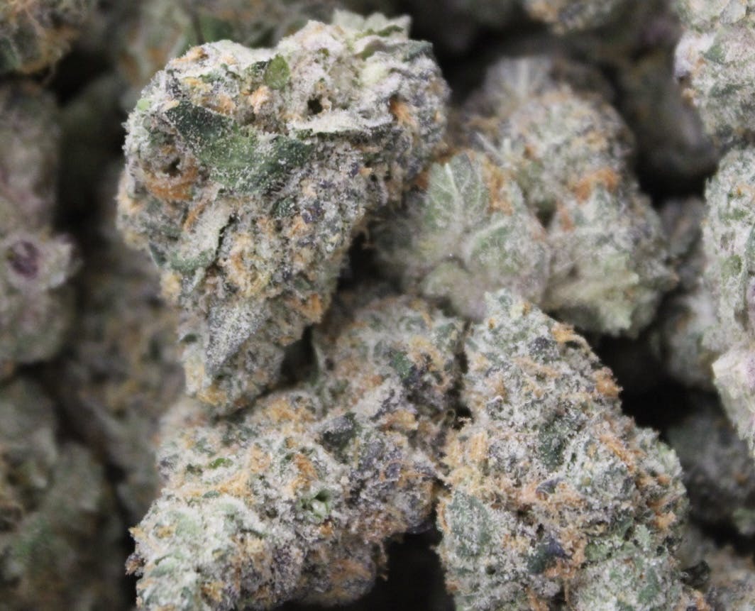 Zaza Tier Deli - Swamp Water fumez