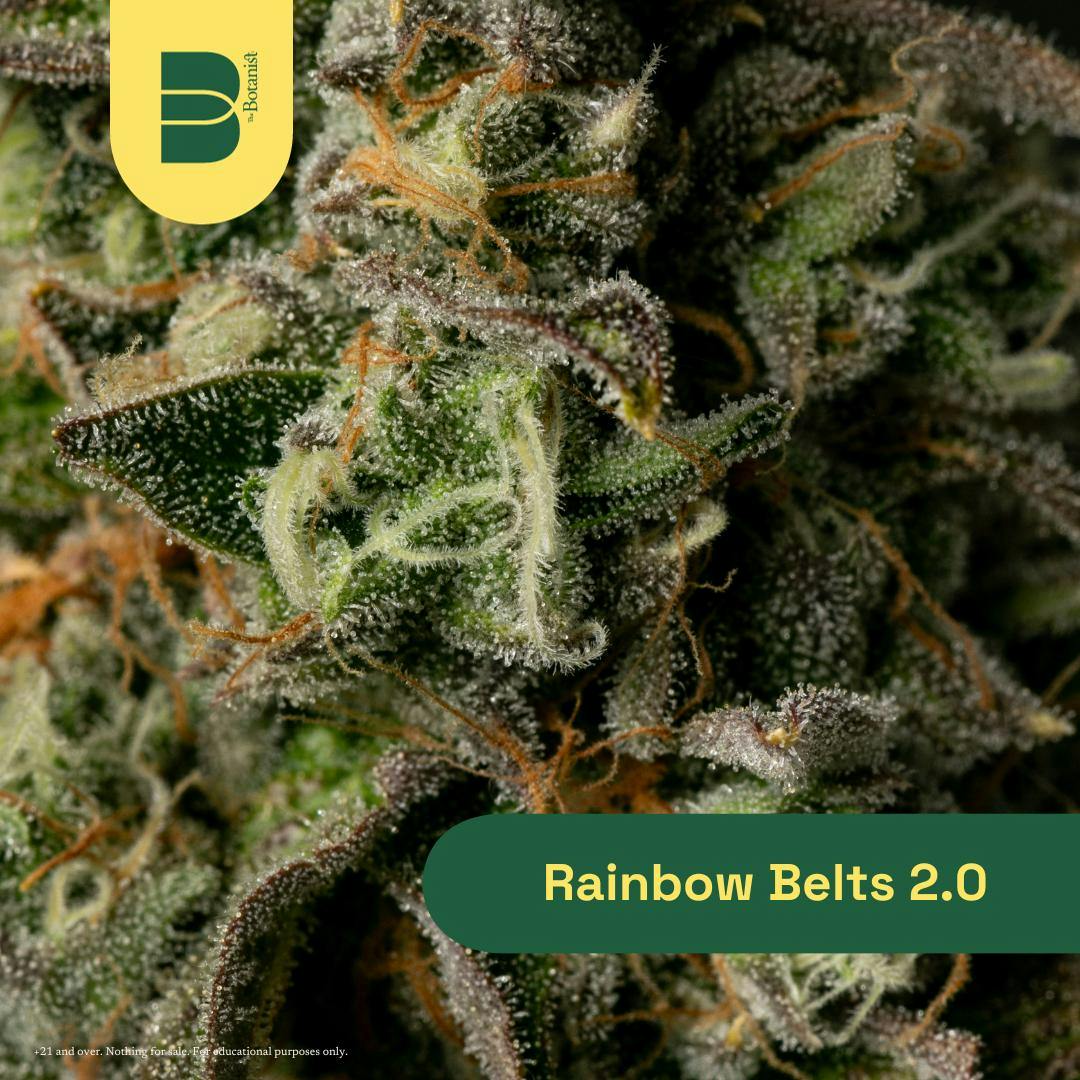 Rainbow Belts 2.0 Whole Flower 3.5g | Curaleaf
