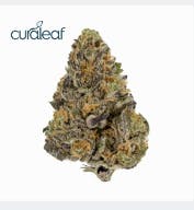 Curaleaf Whole Flower Montana Silvertip (H) 00349 | Curaleaf