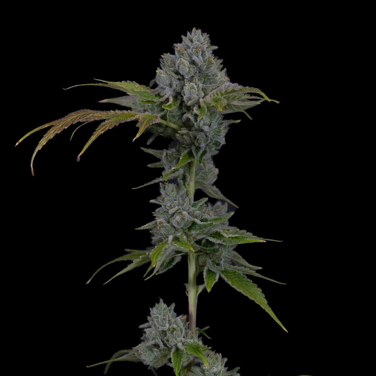 VIBE Lemon Log Marijuana Products - 3 Fifteen Primo Cannabis Dispensary