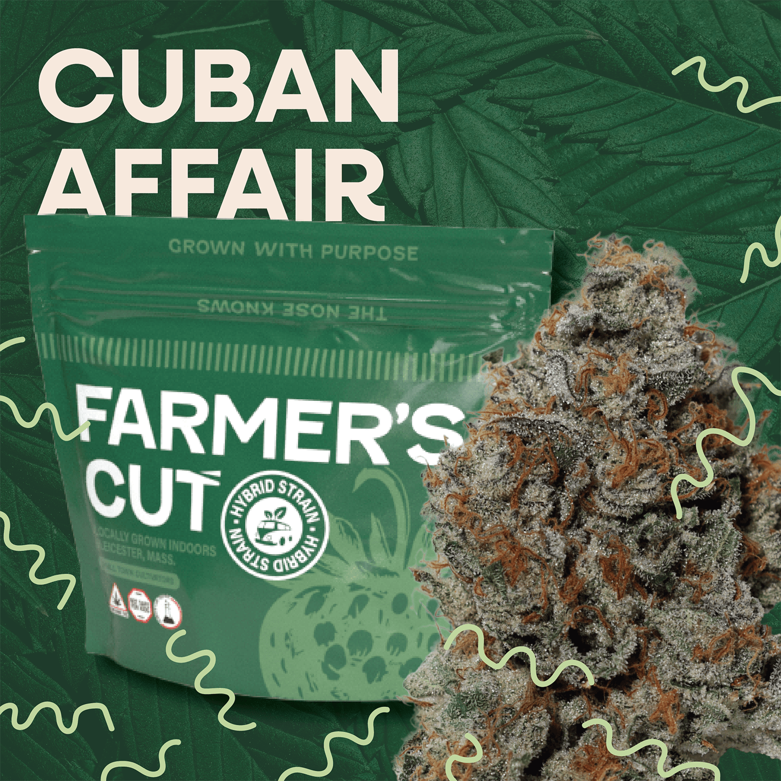 Shop Farmer's Cut | Cuban Affair (H) Flower in Orleans | Seaside ...