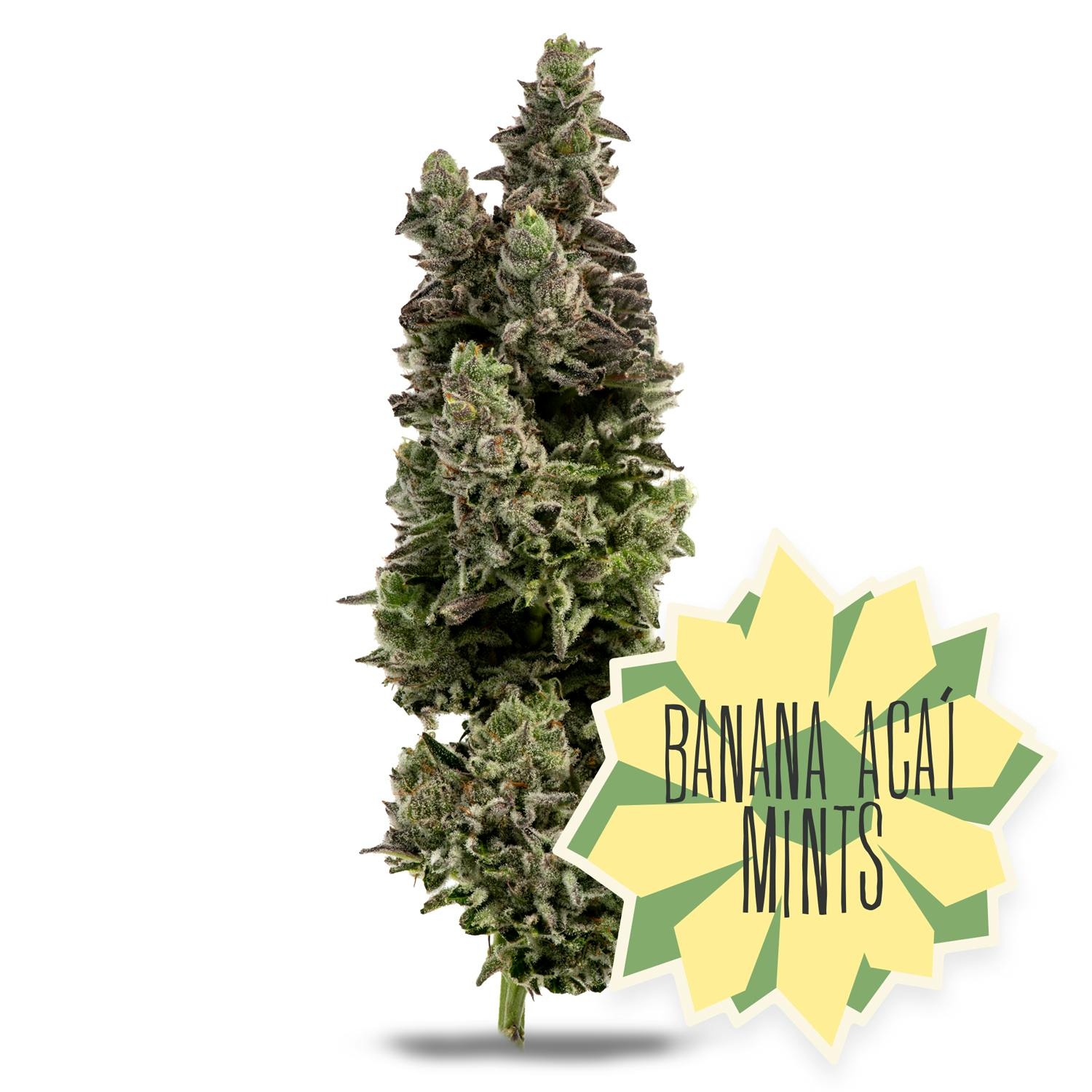 Shop District Cannabis Banana Acai Mints in Hagerstown | DISTRICT