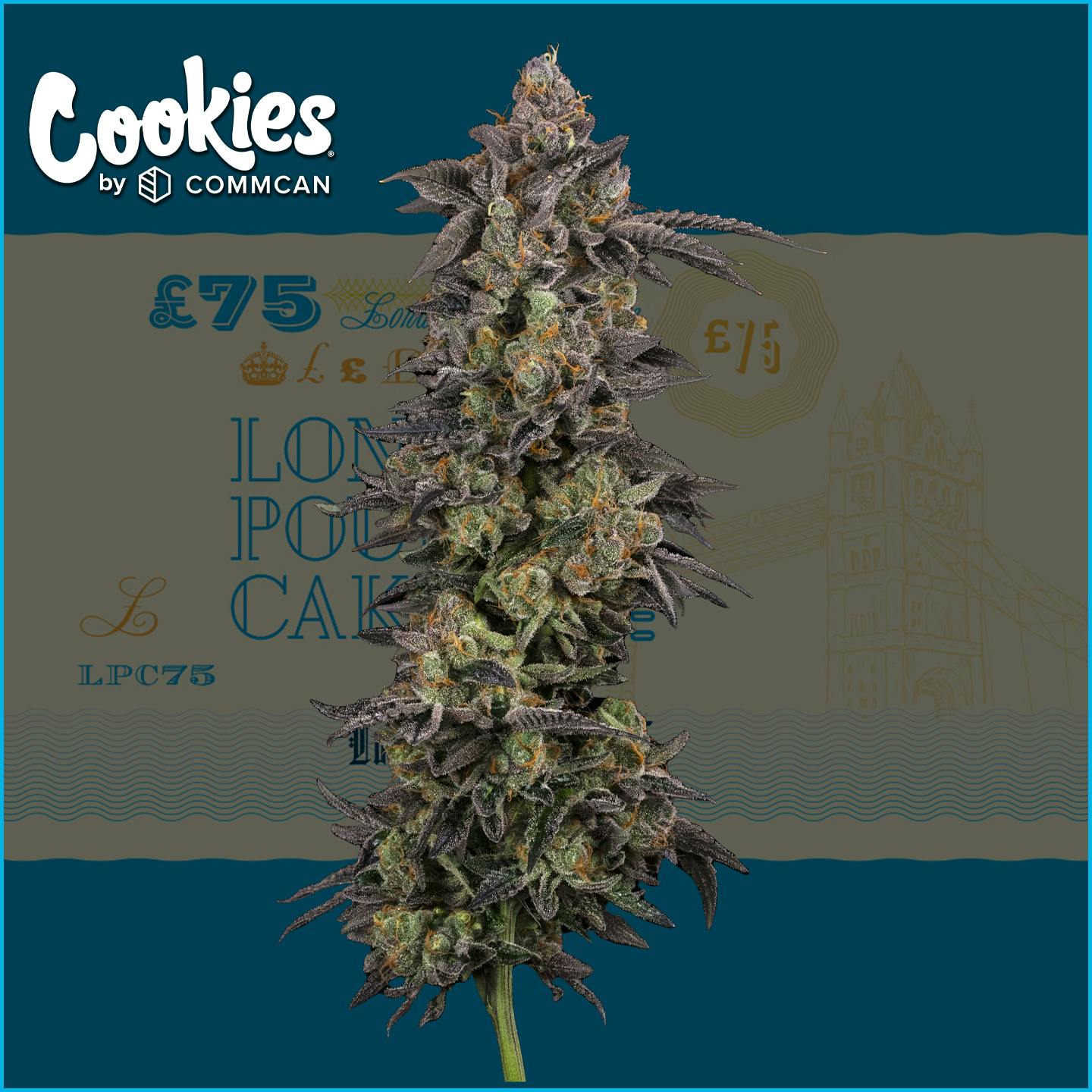 Cookies London Pound Cake #75 I 1/8oz Flower