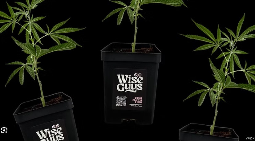 Wise Guys - Super Boof Clone