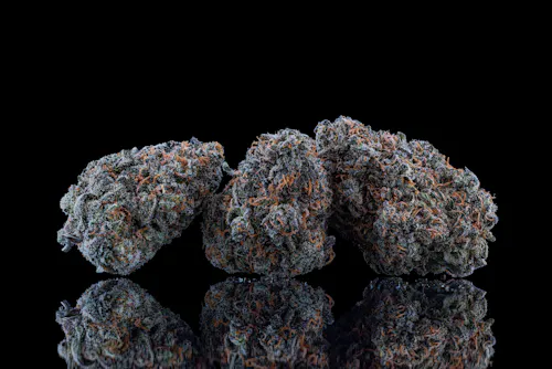 Shop Noble Valley | Flower | OC Mac 17 | 7g In New Jersey | HASHERY