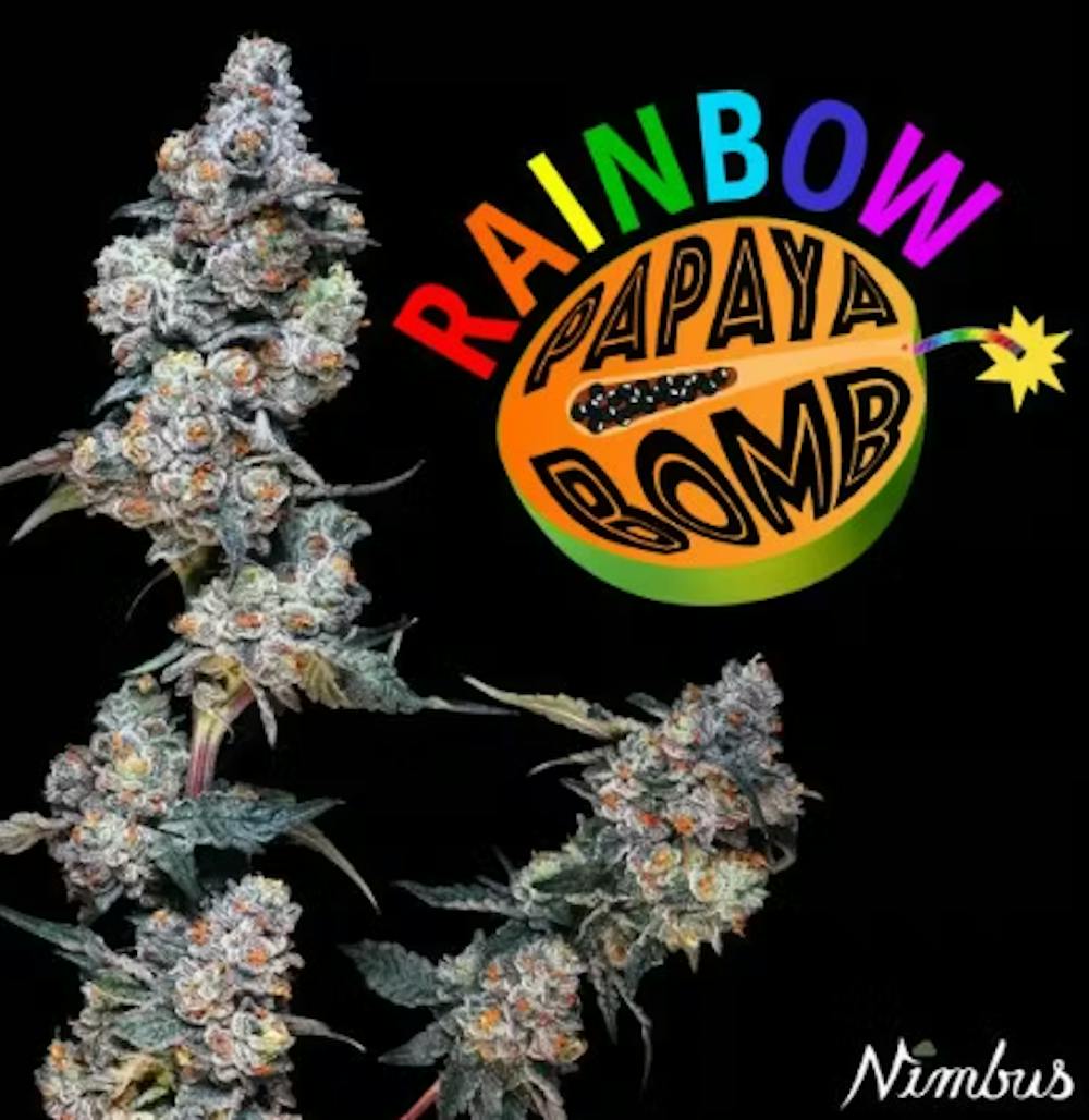 Nimbus Rainbow Papaya Bomb Buds | Malden, MA | Misty Mountain Shop