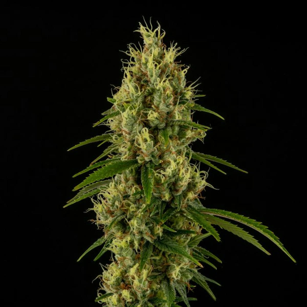 Good Chemistry | Hindu Kush | Flower 1/8oz Flower | Good Chemistry ...