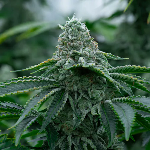 Berry Payton - CULTA