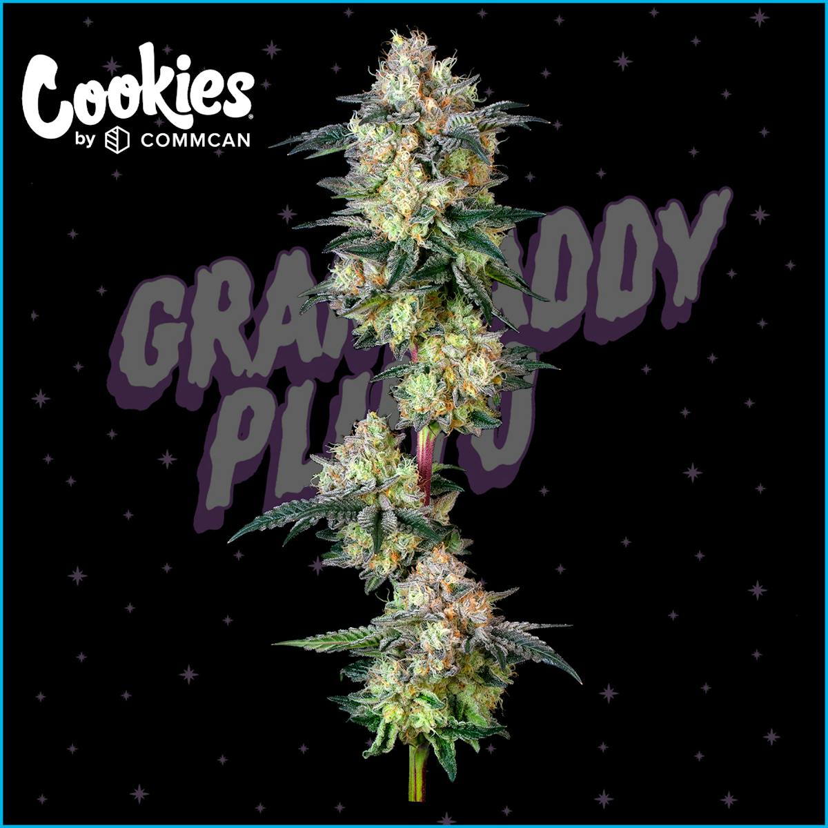 Cookies Grandaddy Pluto 1/8oz Flower | CommCan