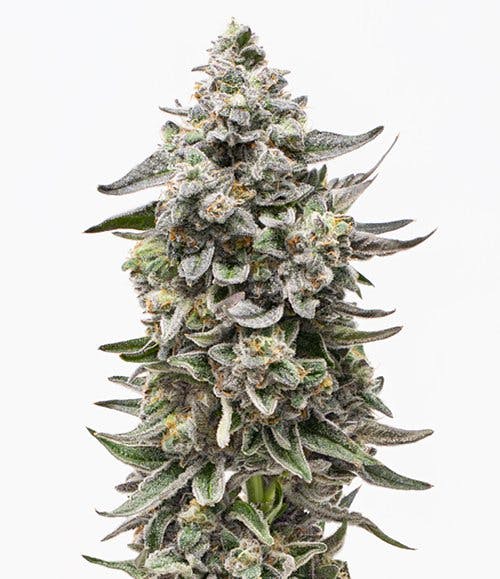 Grown Rogue l Reserve Blue Runtz l 3.5g - Eastern Green Cannabis ...