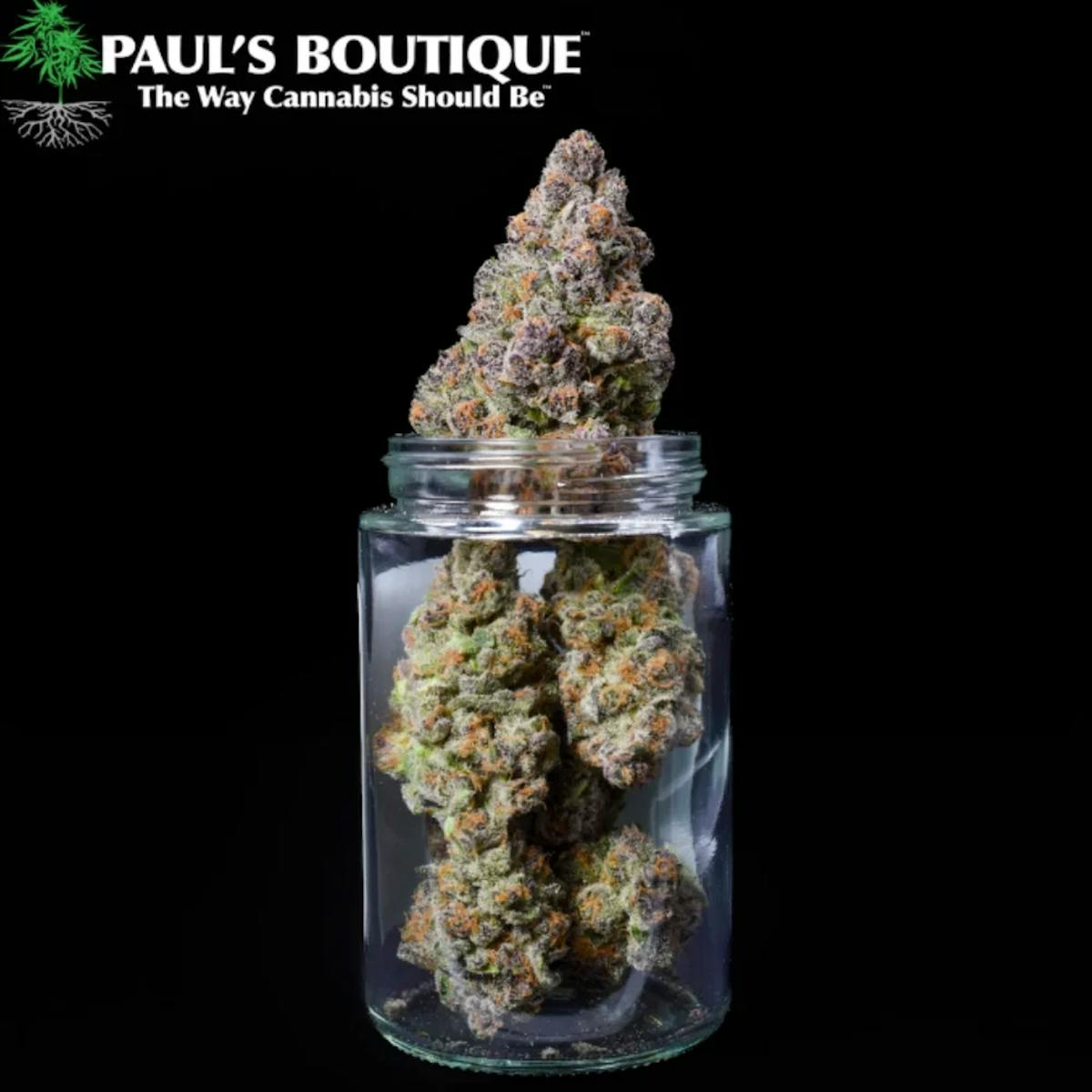 African Orange Cryo Kush | 1/8oz Flower | Paul's Boutique | Berwick, ME