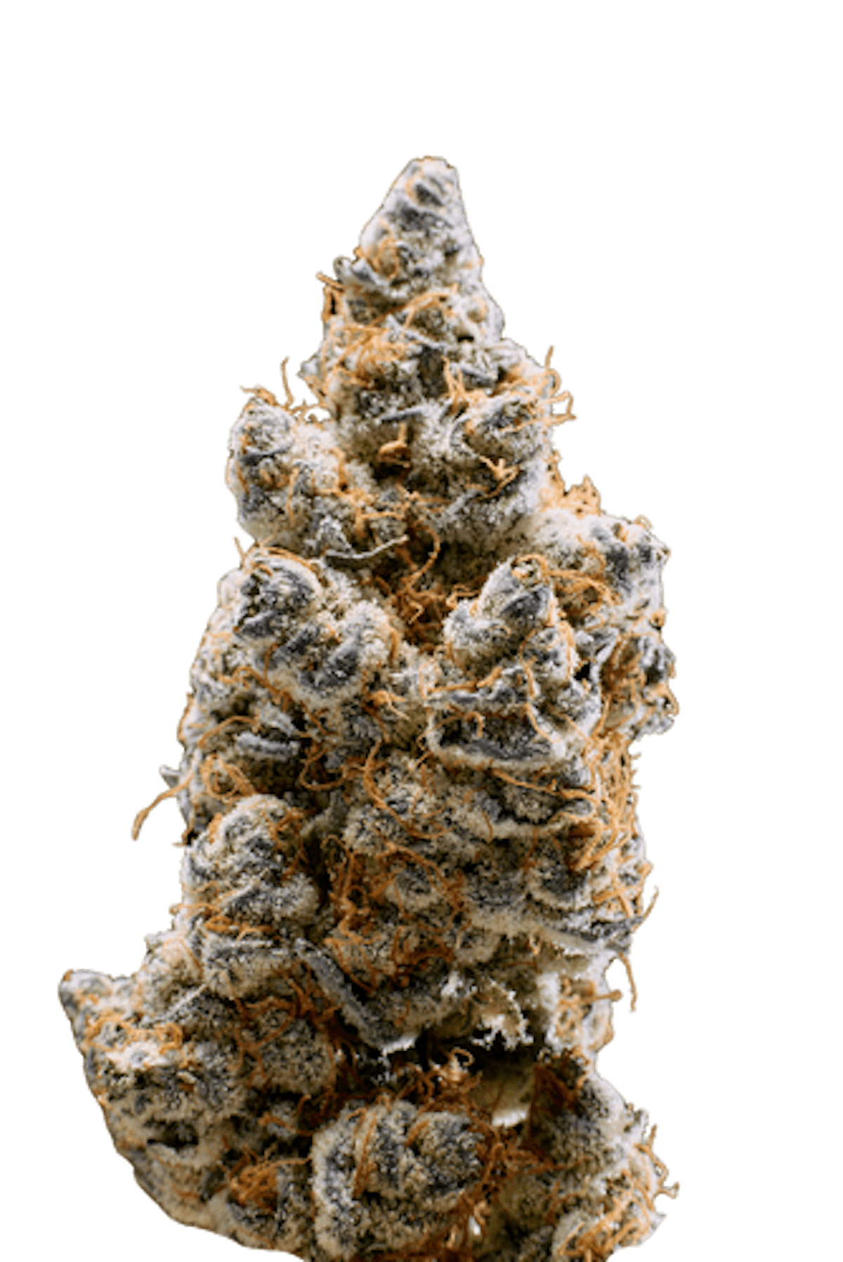 Imperial – Frosted Enigma | Premium 5.66g 5.66g Flower | King City Gardens