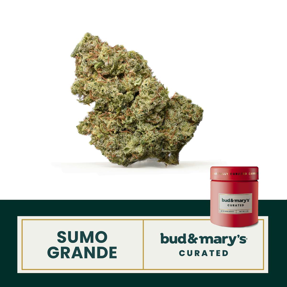 Bud & Mary’s Sumo Grande 1/8oz Flower | Bud & Mary's | Granby, CO