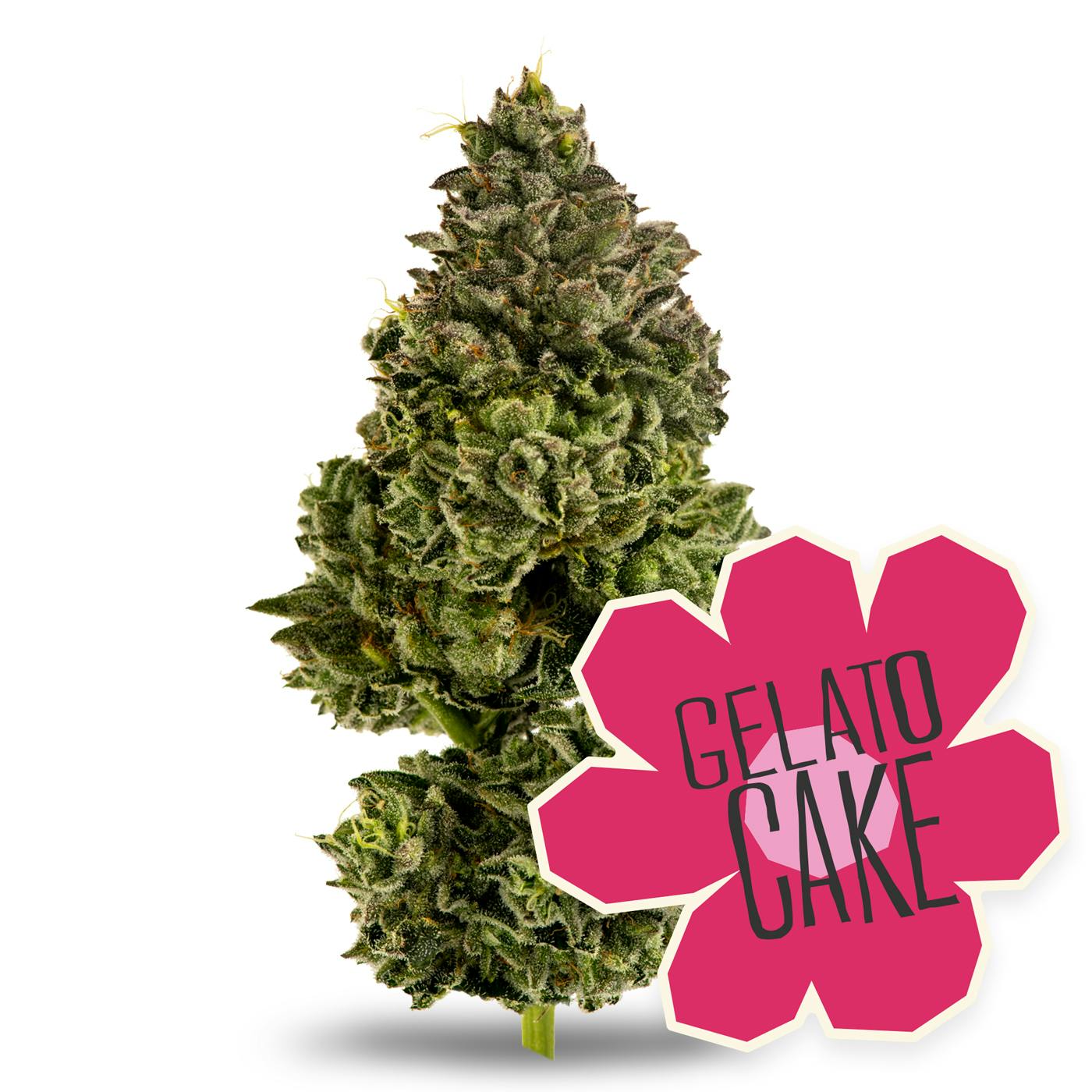 Shop District Cannabis District Cannabis | Gelato Cake | Pre-Packaged ...