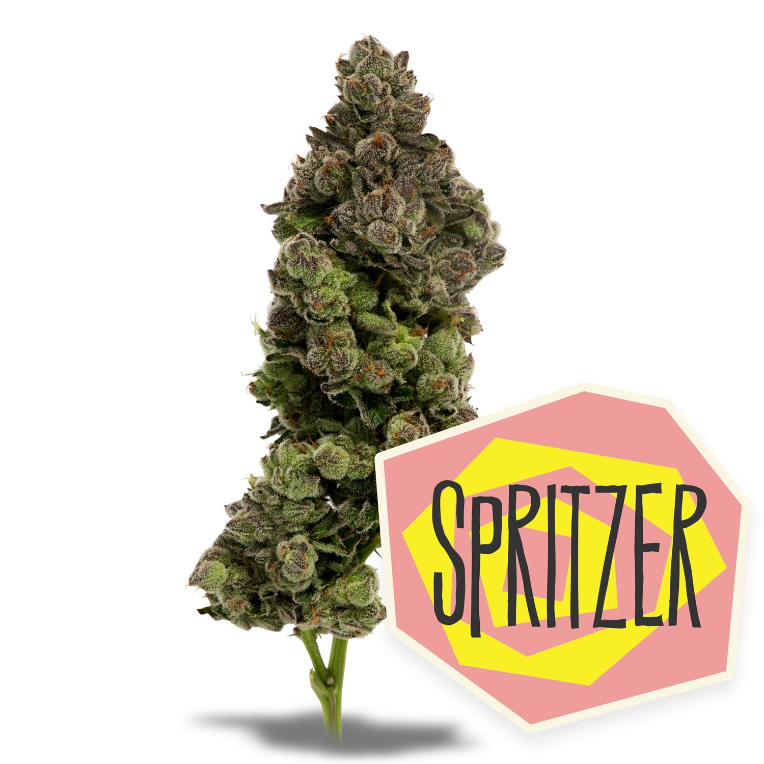 Shop District Cannabis Spritzer in Hagerstown | DISTRICT