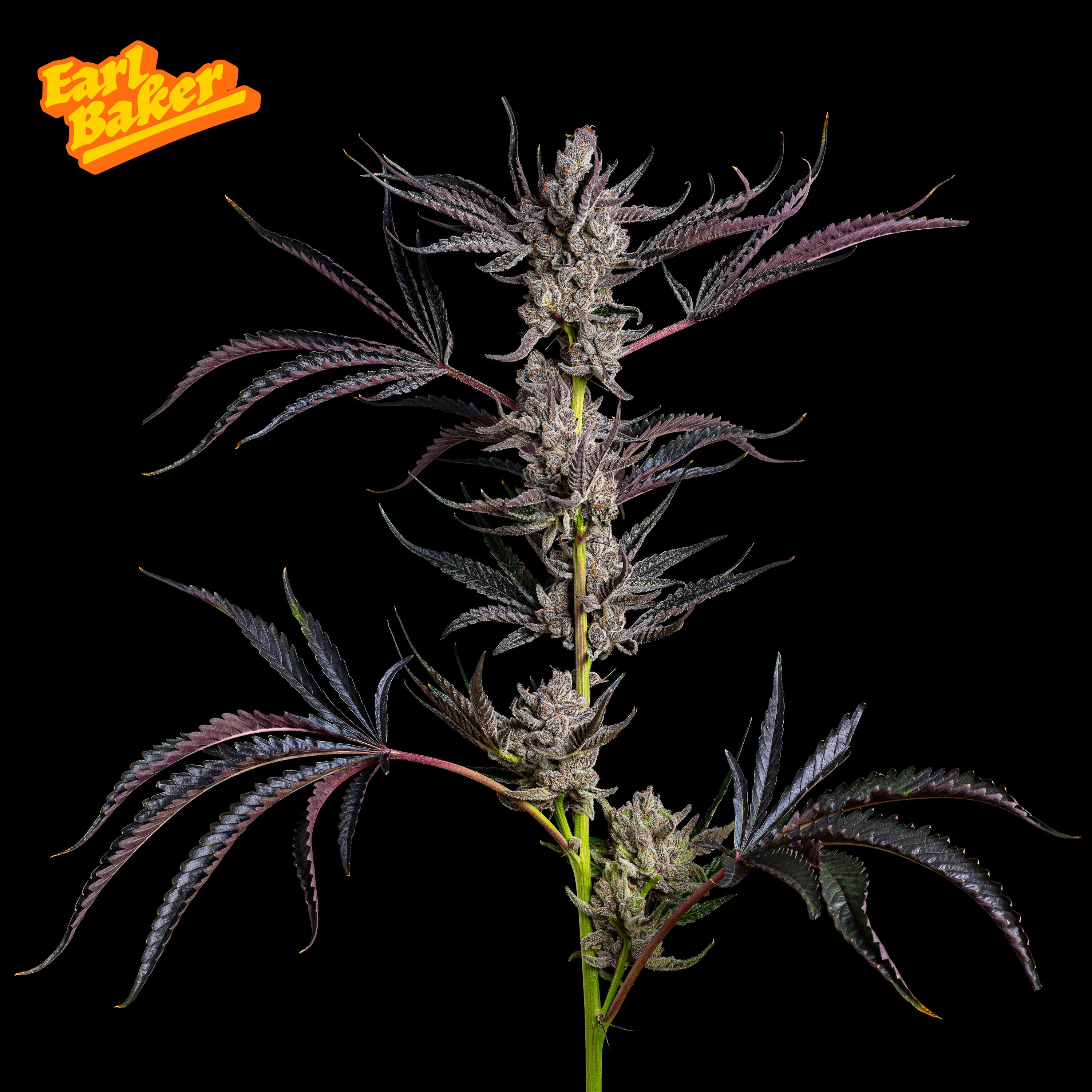 Earl Baker - Whole Flower - American Pi 025 | Curaleaf